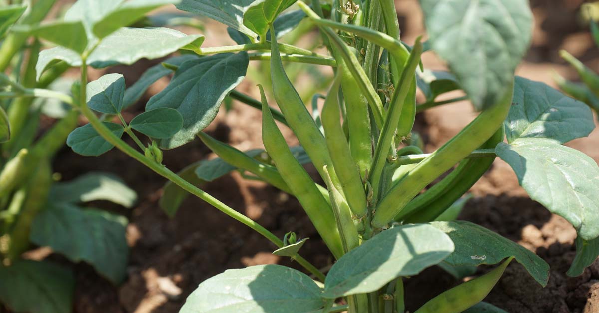 The Benefits of Depolymerised Guar Gum - Andina Ingham, Wholesale